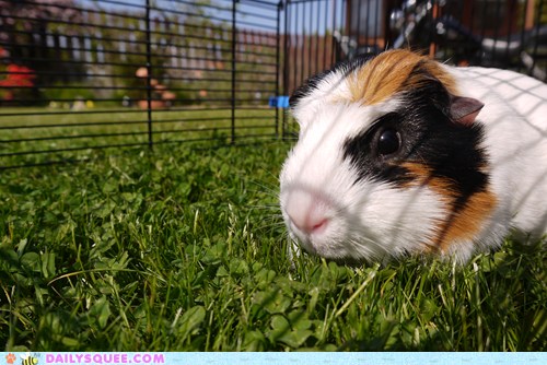Reader Squee: Playing Outdoors - Daily Squee - Cute Animals - Cute Baby ...