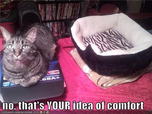 no - Lolcats - lol | cat memes | funny cats | funny cat pictures with ...