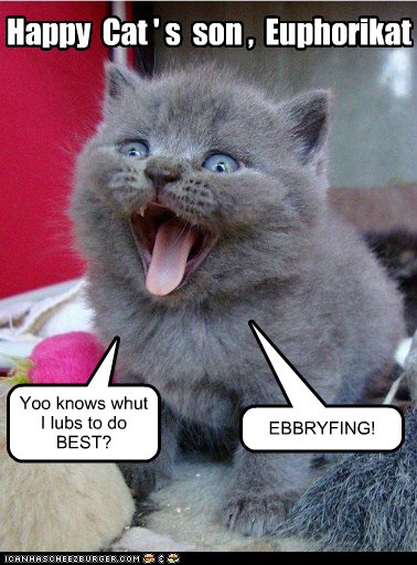 Happy Cat's son - Lolcats - lol | cat memes | funny cats | funny cat ...