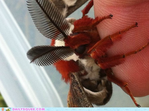 Creepicute: Red Fuzzy Wuzzy - Daily Squee - Cute Animals - Cute Baby ...