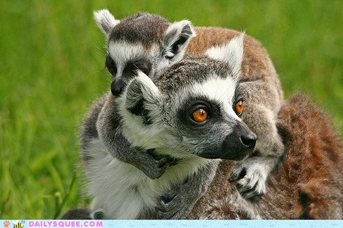 Piggy Back Rides - Daily Squee - Cute Animals - Cute Baby Animals ...