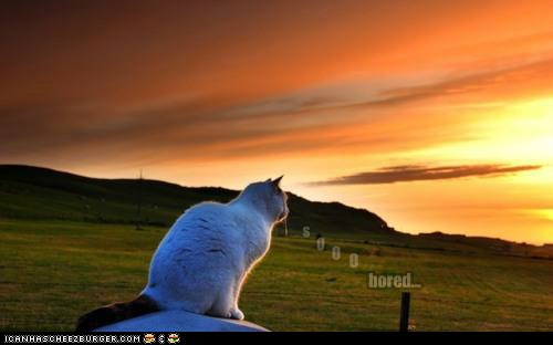 Lolcats - stupid - Page 2 - LOL at Funny Cat Memes - Funny cat pictures ...