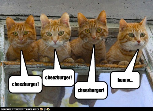 cheezburger! - Lolcats - lol | cat memes | funny cats | funny cat ...