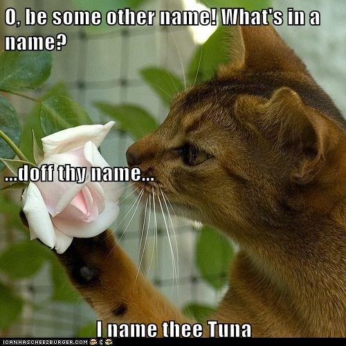 Lolcats - shakespeare - Page 2 - LOL at Funny Cat Memes - Funny cat ...