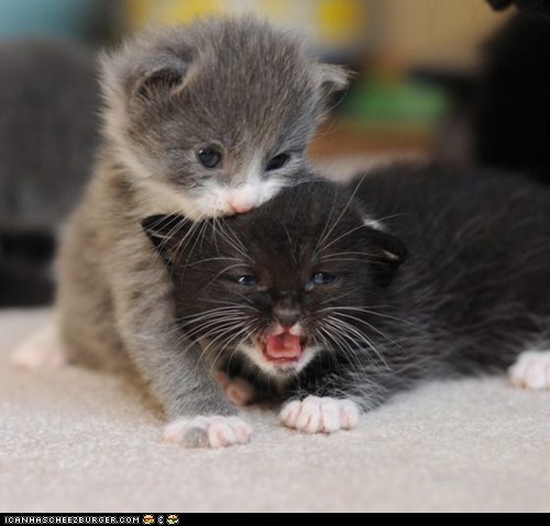 Cyoot Kittehs of teh Day: Braaaaiiiiiinnnnnssssss - I Can Has Cheezburger?