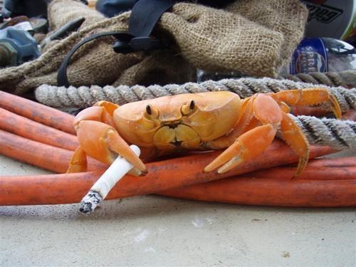 Eight Smoking Crabs Who Are Not Taking Their Health Seriously - I Can ...