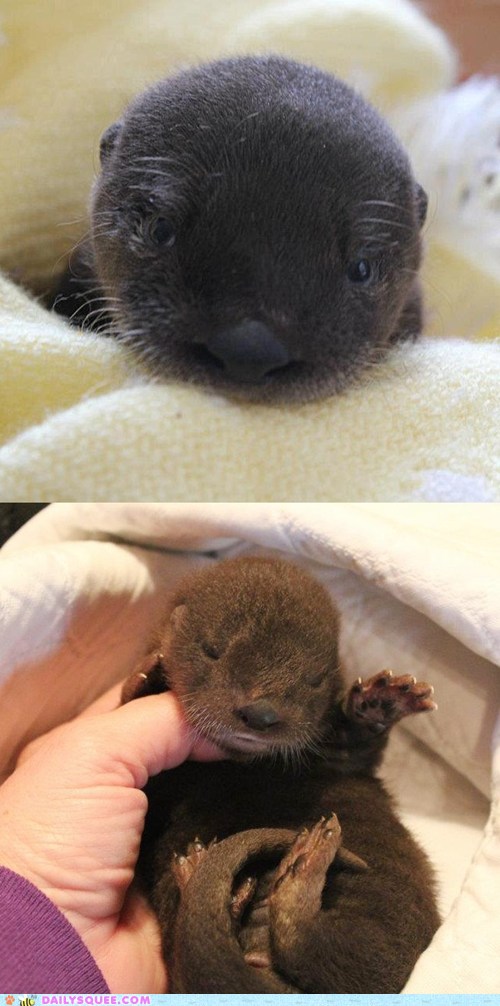 Help Name This Newborn Otter Pup! - Daily Squee - Cute Animals - Cute ...
