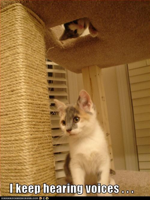 Lolcats - creepy - Page 3 - LOL at Funny Cat Memes - Funny cat pictures ...