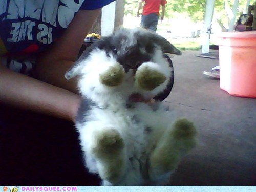 Reader Squee: Floofy - Daily Squee - Cute Animals - Cute Baby Animals ...