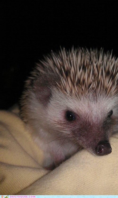 Reader Squee: Topher - Daily Squee - Cute Animals - Cute Baby Animals ...