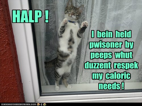 Da inhumanity! - Lolcats - lol | cat memes | funny cats | funny cat ...