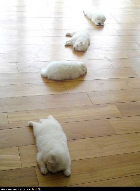 Cyoot Puppy ob teh Day: Trail of Cyoot - I Has A Hotdog - Dog Pictures ...