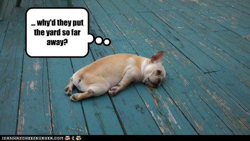 I Has A Hotdog - give up - Funny Dog Pictures | Dog Memes | Puppy ...