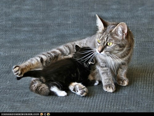 Cyoot Kittehs of teh Day: Are You Mom Enough? - I Can Has Cheezburger?