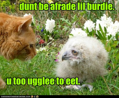 dunt be afrade lil burdie. - Lolcats - lol | cat memes | funny cats ...