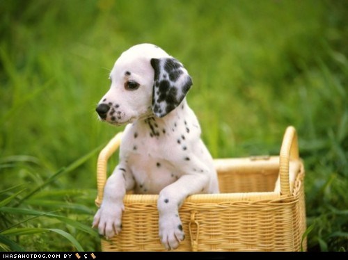 Cyoot Puppy ob teh Day: Basket of Spots - I Has A Hotdog - Dog Pictures ...