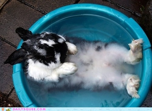 Bunday: Bath Time - Daily Squee - Cute Animals - Cute Baby Animals ...