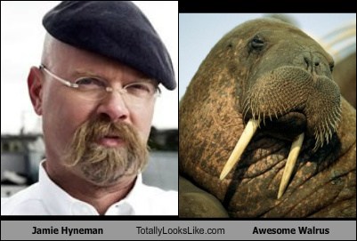 Mythbusters Walrus