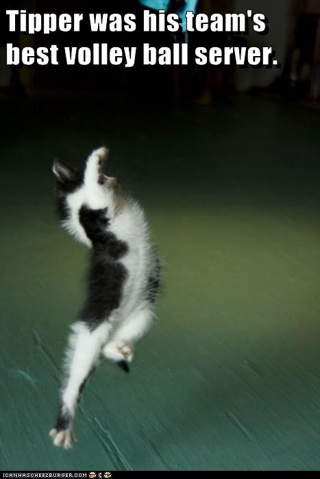 Tipper - Lolcats - lol | cat memes | funny cats | funny cat pictures ...