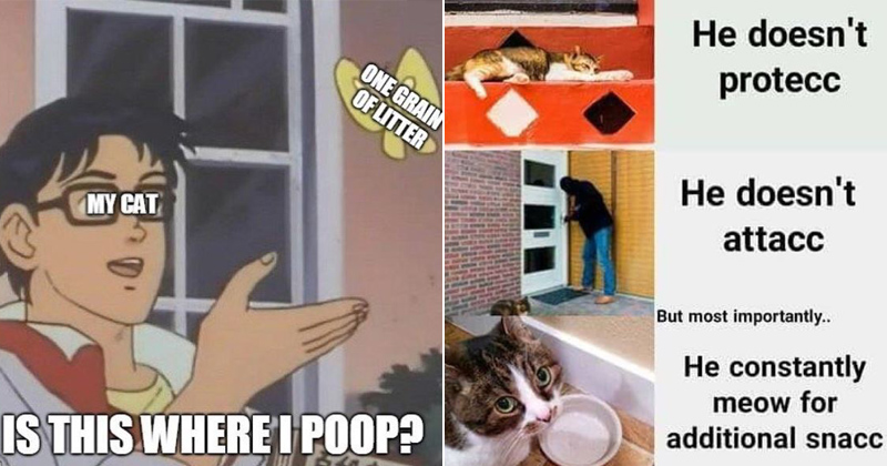 20 Purrfect Cat Memes To Aid Your Pro-cat-stination - Memebase - Funny ...