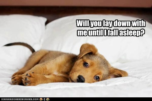 I Has A Hotdog - beds - Funny Dog Pictures | Dog Memes | Puppy Pictures ...