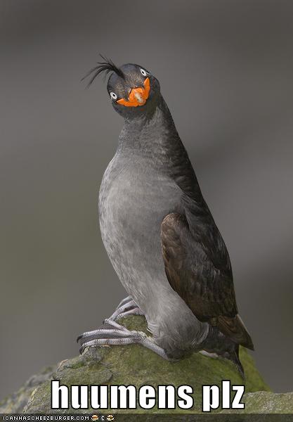 I Can Has Cheezburger? - plz - Funny Animals Online - Cheezburger