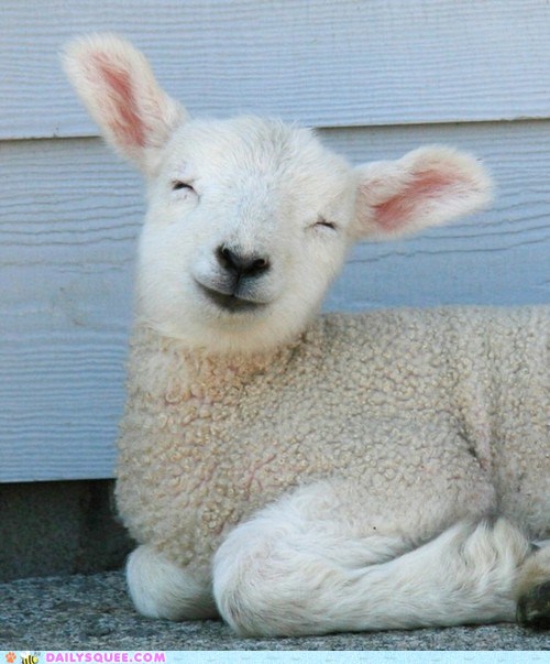 Smiley Sheep - Daily Squee - Cute Animals - Cute Baby Animals - Cute ...