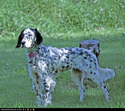 English Setter Memes English Setters: Elegant Gun Dogs