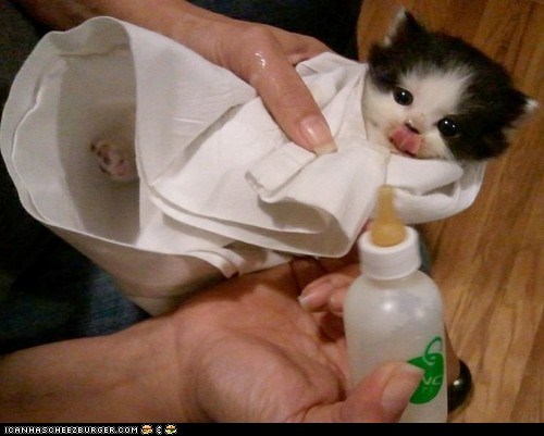 Cyoot Kitteh of teh Day: Bottle-Fed Baby - I Can Has Cheezburger?