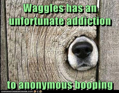 I Can Has Cheezburger? - booping - Funny Animals Online - Cheezburger