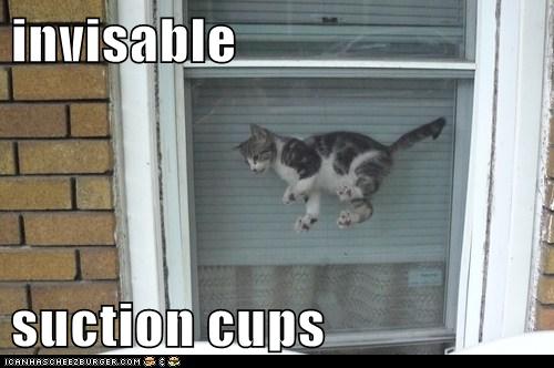 invisable - Lolcats - lol | cat memes | funny cats | funny cat pictures ...