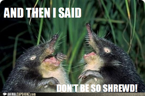 Lame Pun Shrews - Animal Comedy - Animal Comedy, funny animals, animal gifs