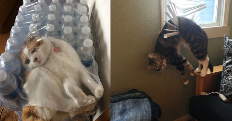 22 Cats That Got Into Ridiculous Predicaments - FAIL Blog - Funny Fails