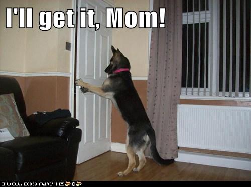 I'll get it, Mom! - I Has A Hotdog - Dog Pictures - Funny pictures of ...