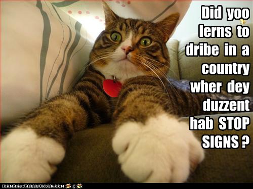 Lolcats - car - Page 4 - LOL at Funny Cat Memes - Funny cat pictures ...