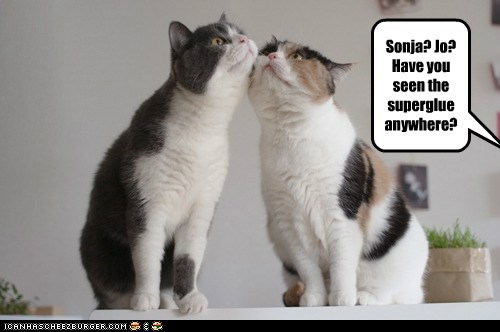 Lolcats - stuck - Page 4 - LOL at Funny Cat Memes - Funny cat pictures ...