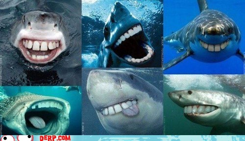 Derp - shark - Derp Face Derps - hurr durr derp face - derp - Cheezburger