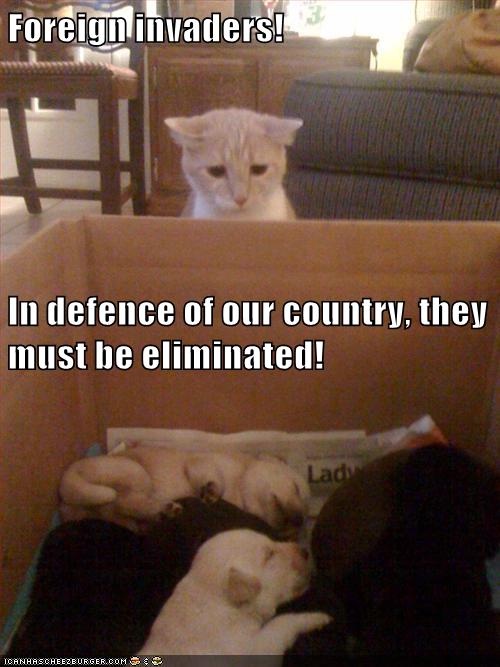 Foreign invaders! - Lolcats - lol | cat memes | funny cats | funny cat ...