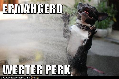 Ermahgerd Meme Hund 330 Best ERMAHGERD Ideas | Ermahgerd, Bones Funny,