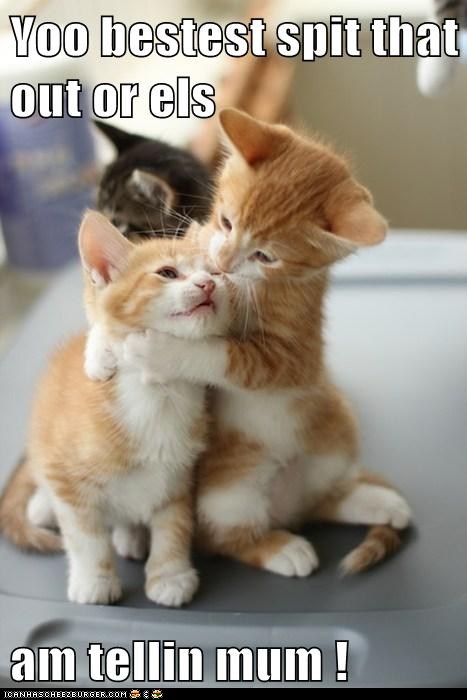 Ommmm IM TELLIN - Lolcats - lol | cat memes | funny cats | funny cat ...