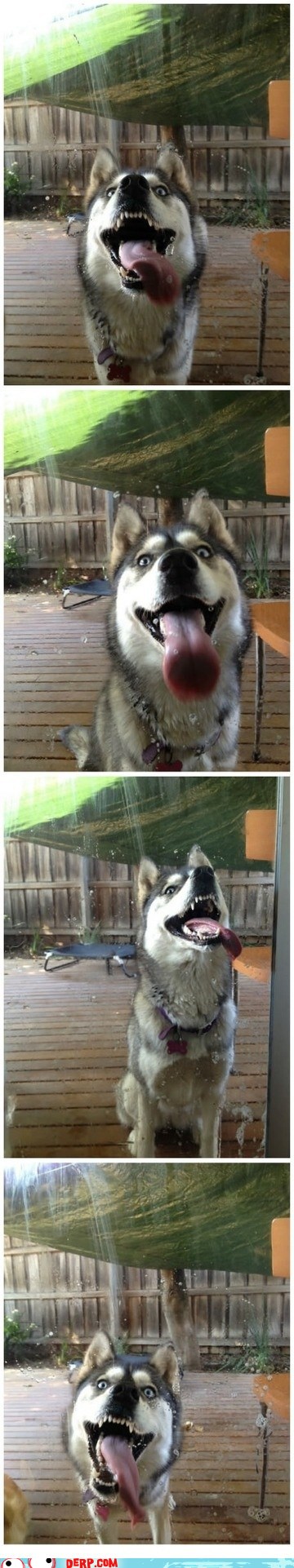 Derp - pet - Derp Face Derps - hurr durr derp face - derp - Cheezburger