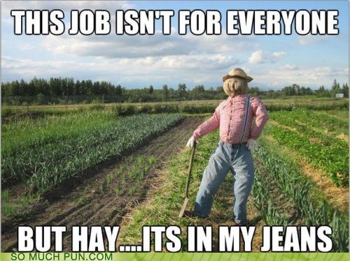 Puns - hay - Funny Puns - Pun Pictures - Cheezburger