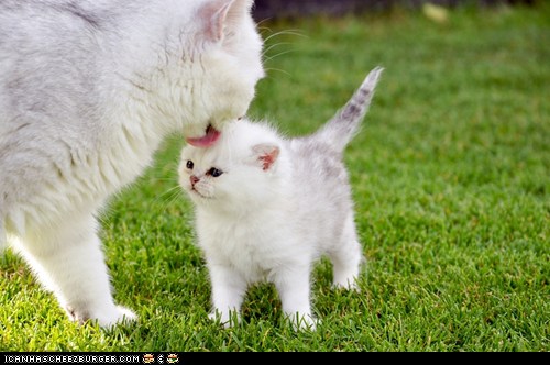 Cyoot Kittehs of teh Day: MOOOOOOMMM!!1! Not in Public! - I Can Has ...