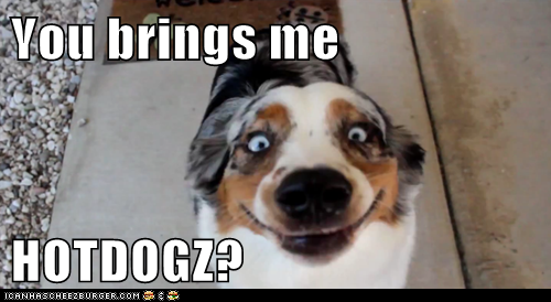 I Has A Hotdog - australian shepherd - Page 2 - Funny Dog Pictures ...