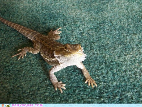 Reader Squee: Little Dragon - Daily Squee - Cute Animals - Cute Baby ...