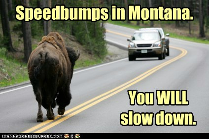Funny Driving Safety Pictures