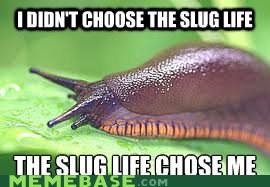 The Slug Life is a Hard Life - Memebase - Funny Memes