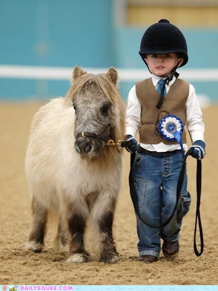 Daily Squee - Miniature Horse - Cute Animals in the Cutest Pictures ...