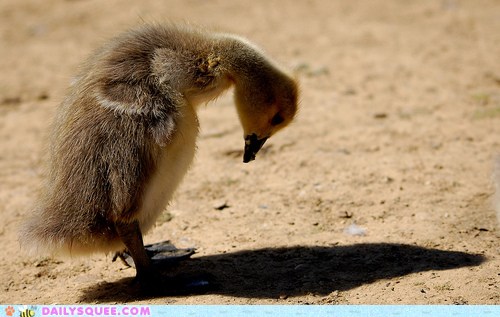 Daily Squee - ugly duckling - Cute Animals in the Cutest Pictures Ever ...