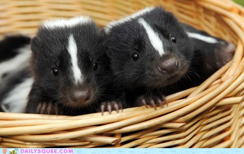Squee Spree: A Basket of Squee! - Daily Squee - Cute Animals - Cute ...